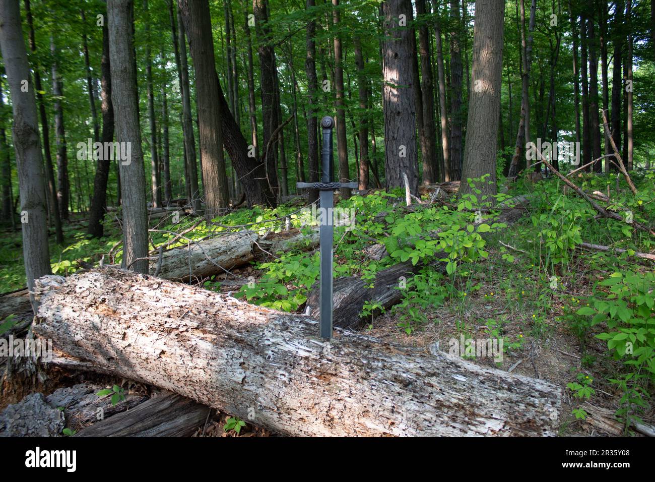 Sword in the Forest Stock Photo - Alamy