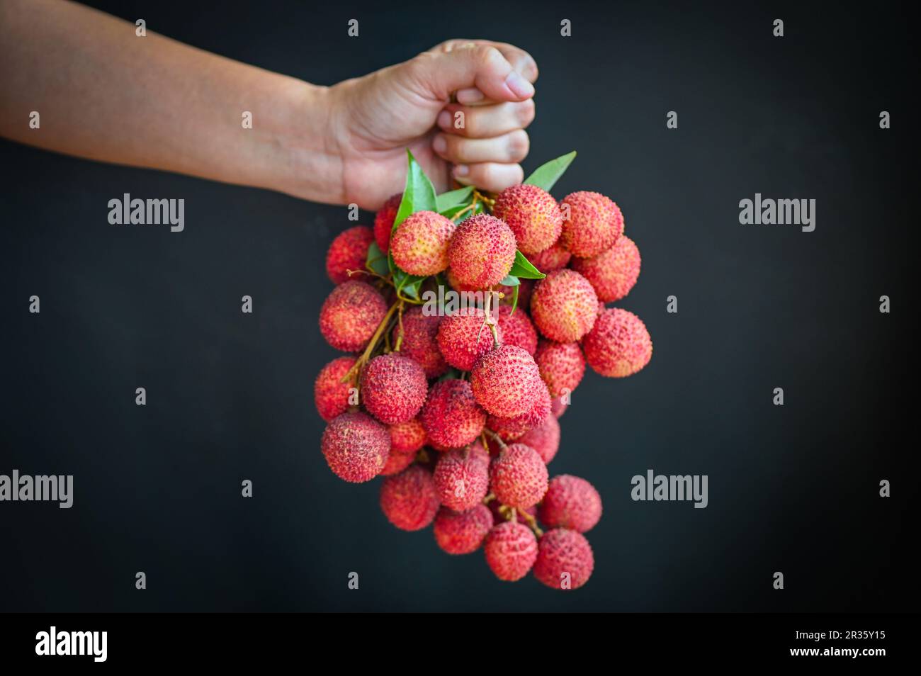 lychees on hand and black background, fresh ripe lychee fruit tropical ...