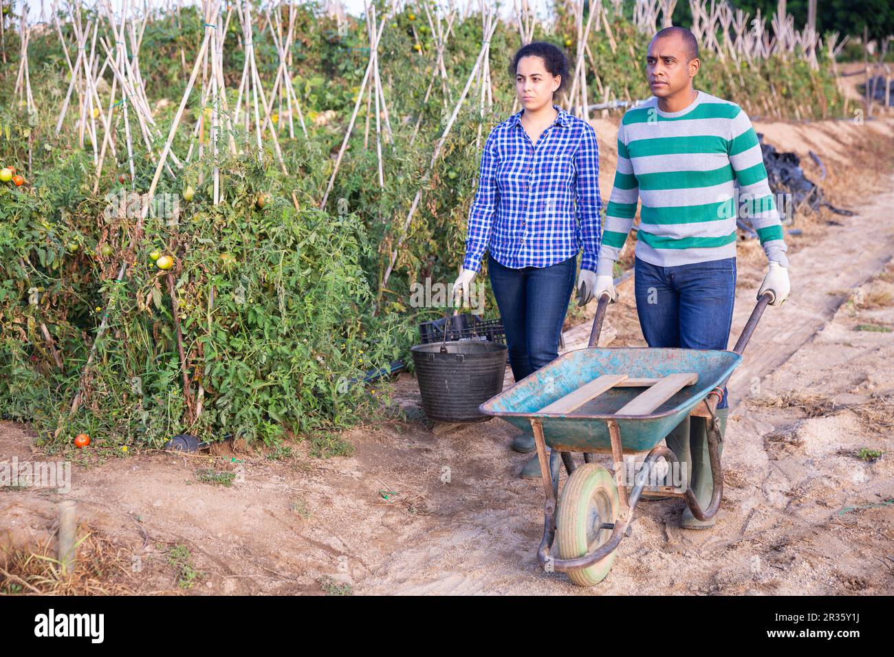 Man and woman with garden wheelbarrow and bucket walk in the field ...