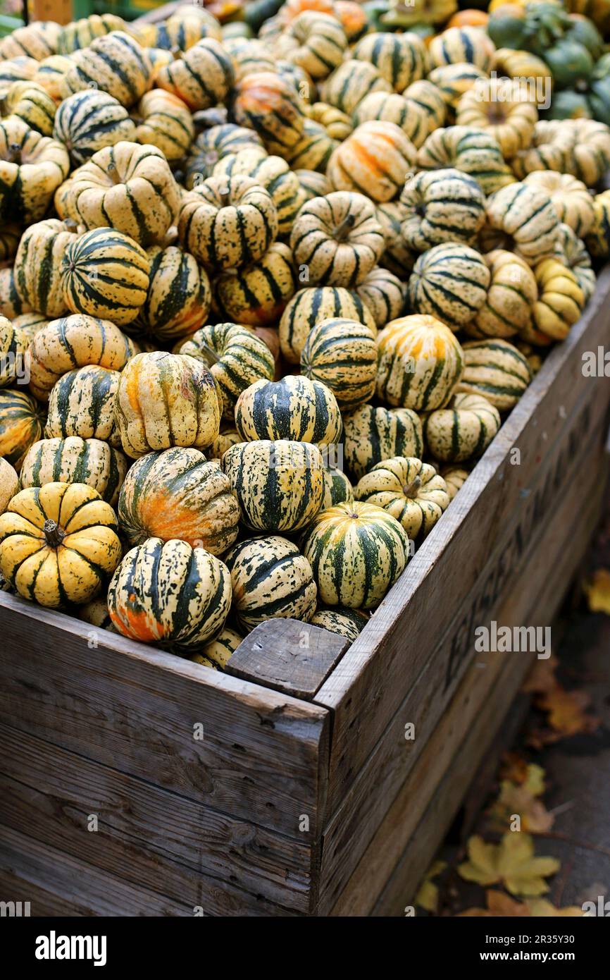 Sweet Dumpling squash Stock Photo - Alamy