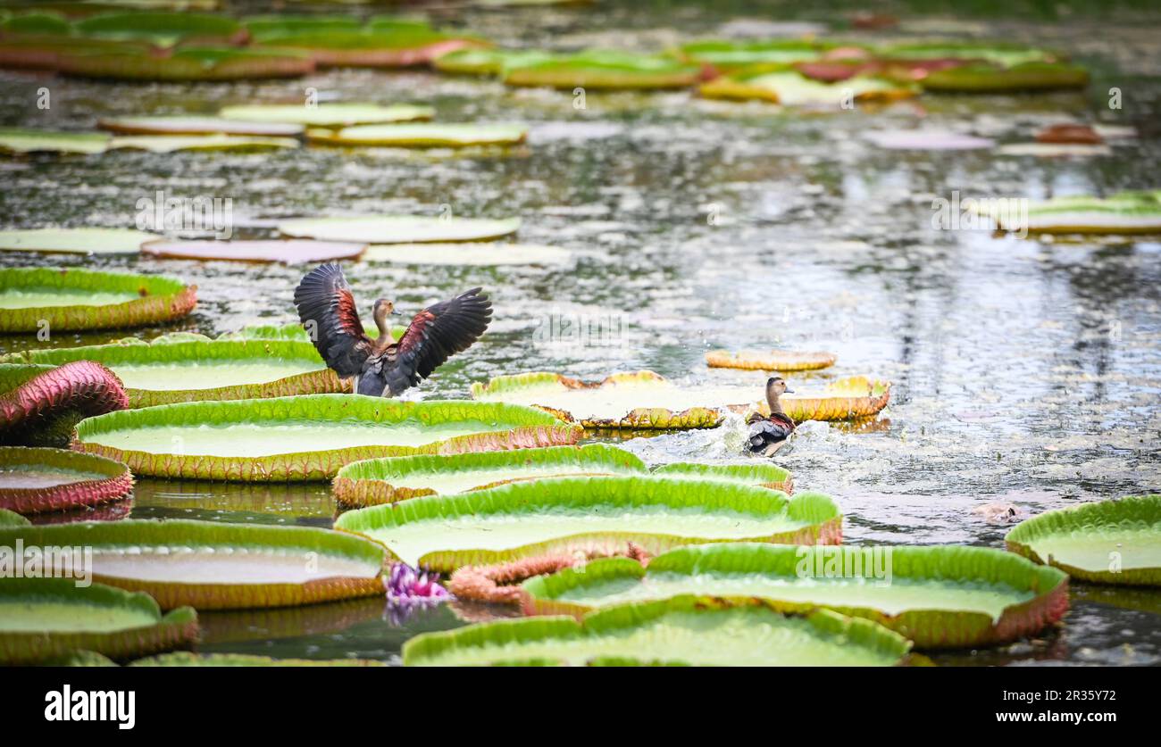 wild duck on big lotus leaf , lily lotus in the poud swamp at outdoor ...