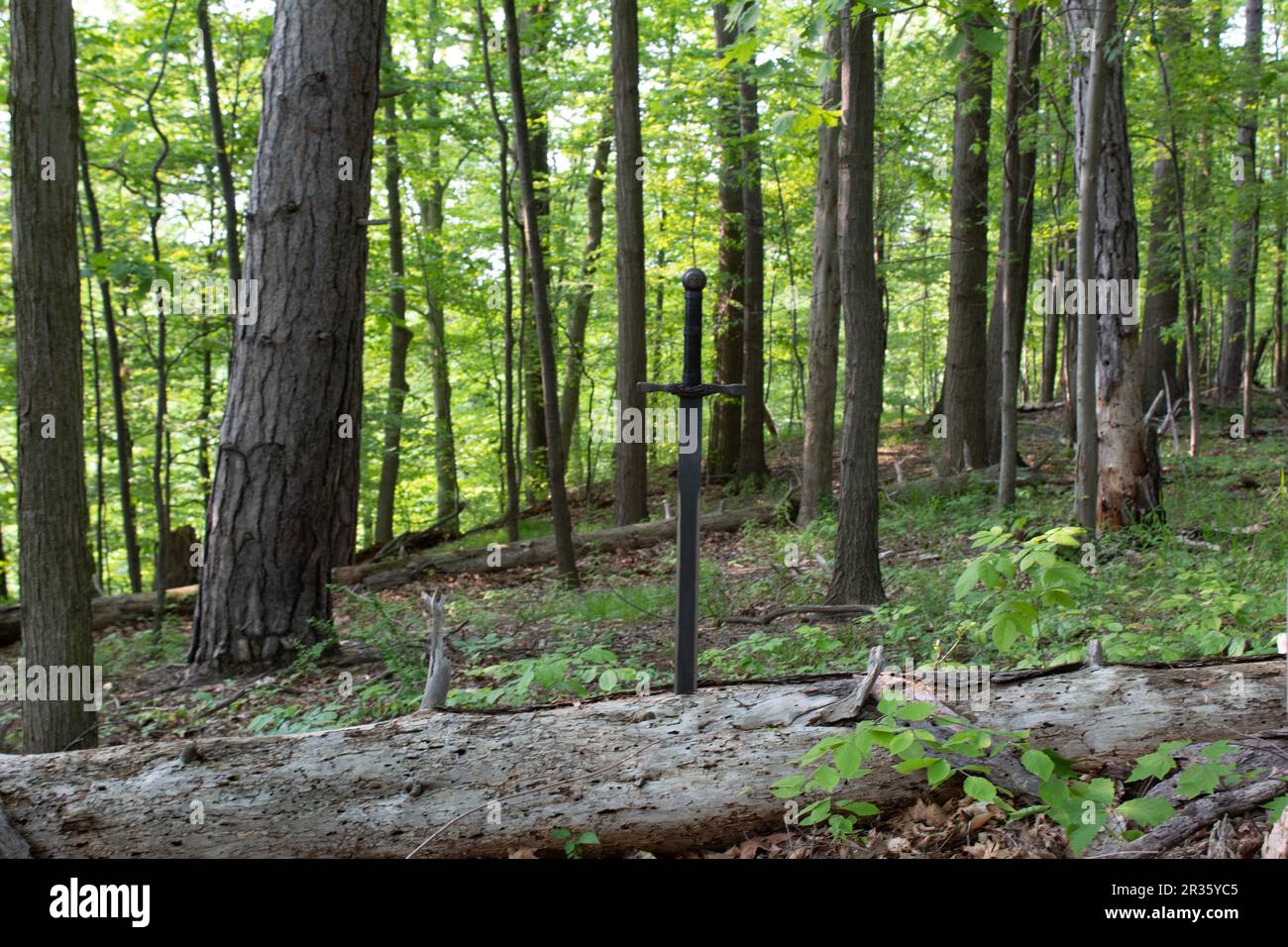 Sword in the Forest Stock Photo - Alamy