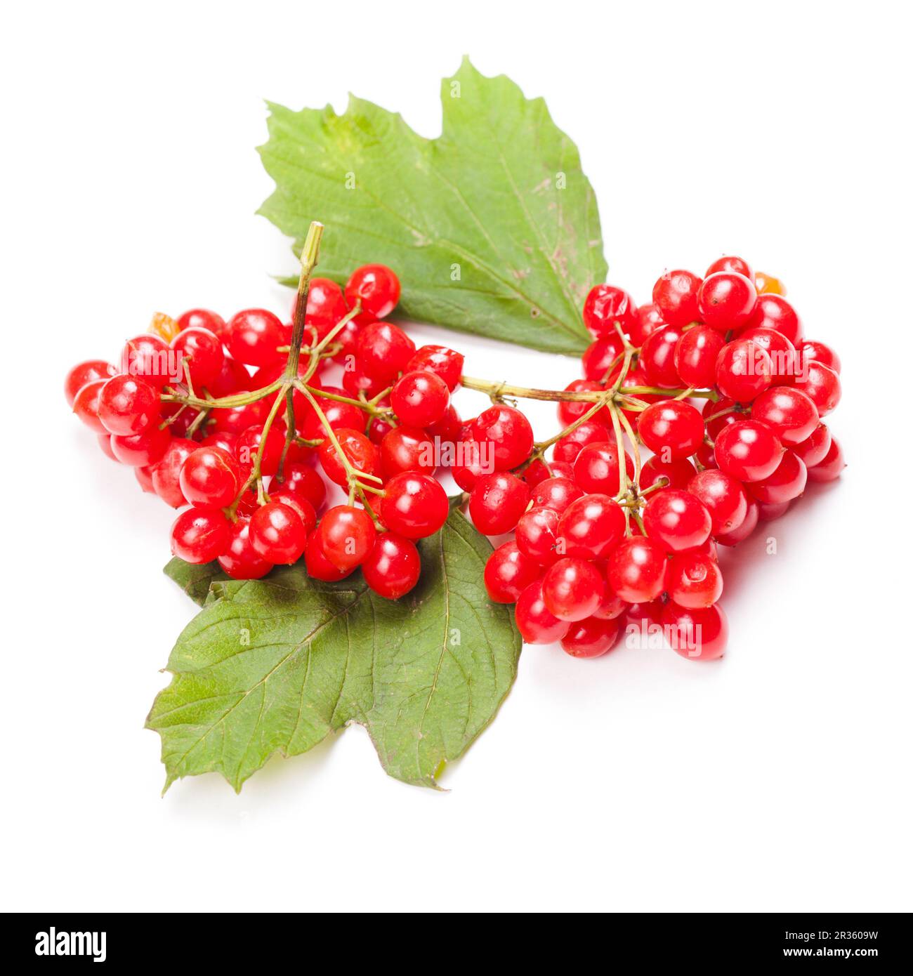 Guelder rose Cut Out Stock Images & Pictures - Alamy