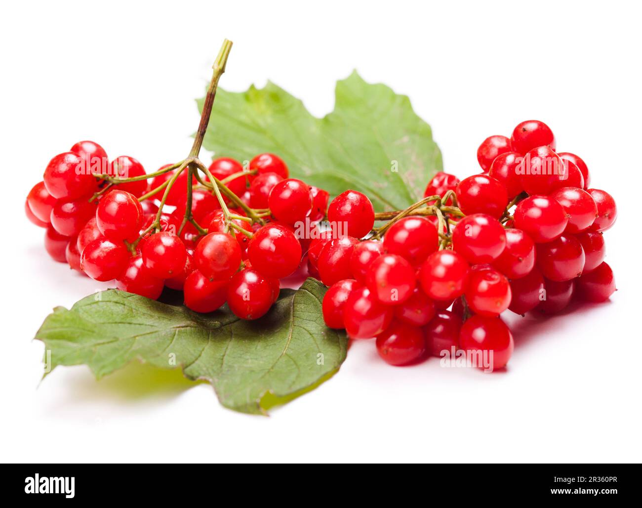 Guelder rose red autumn Cut Out Stock Images & Pictures - Alamy