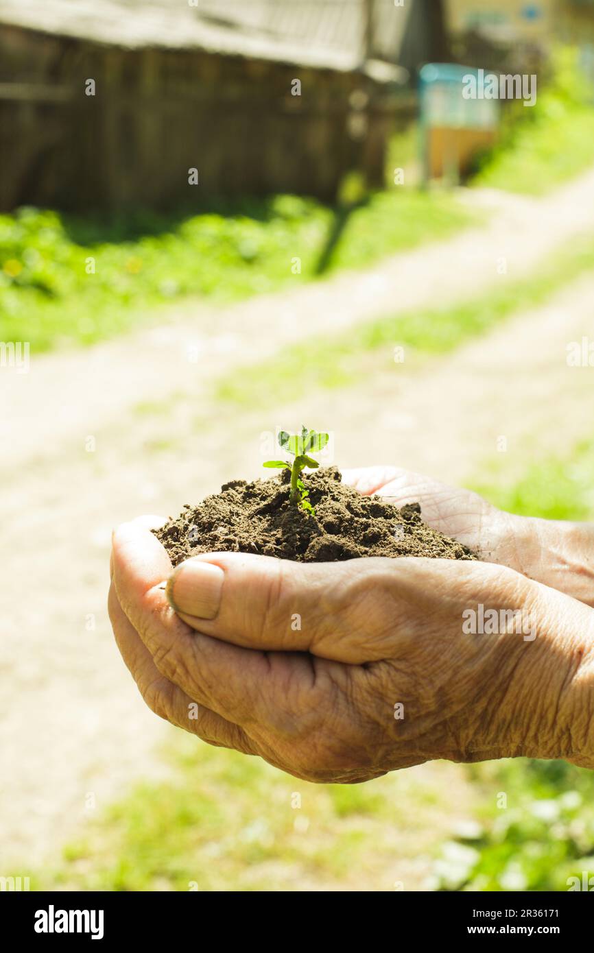 Hands with soil and plant Stock Photo - Alamy