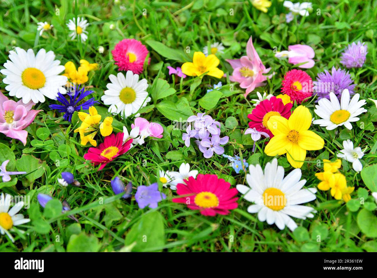Colorful flowers meadow spring Stock Photo - Alamy