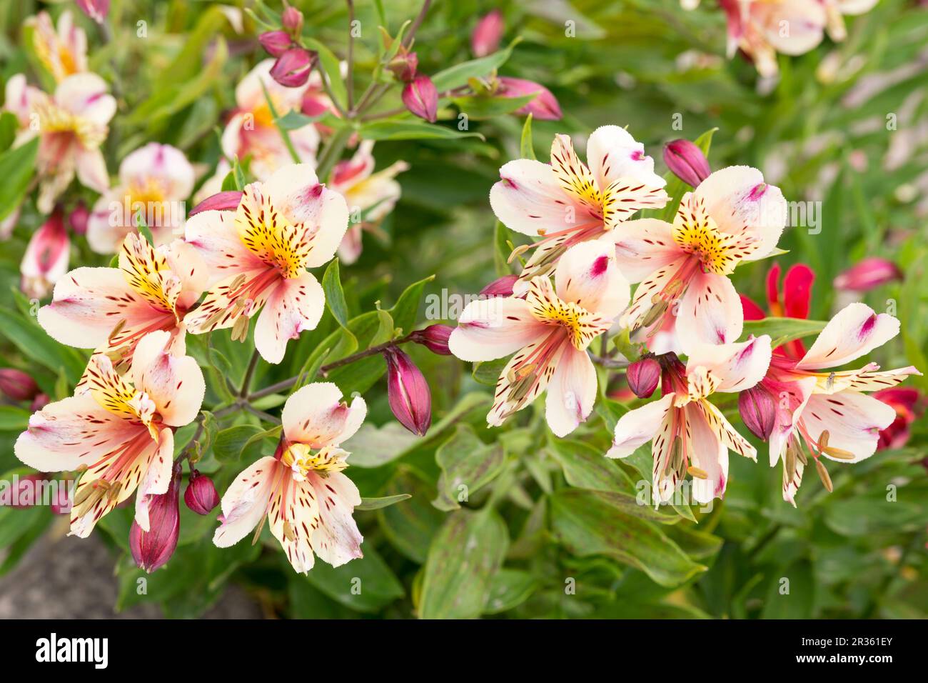 Alstromeria (Inca lilies) in the garden Stock Photo - Alamy