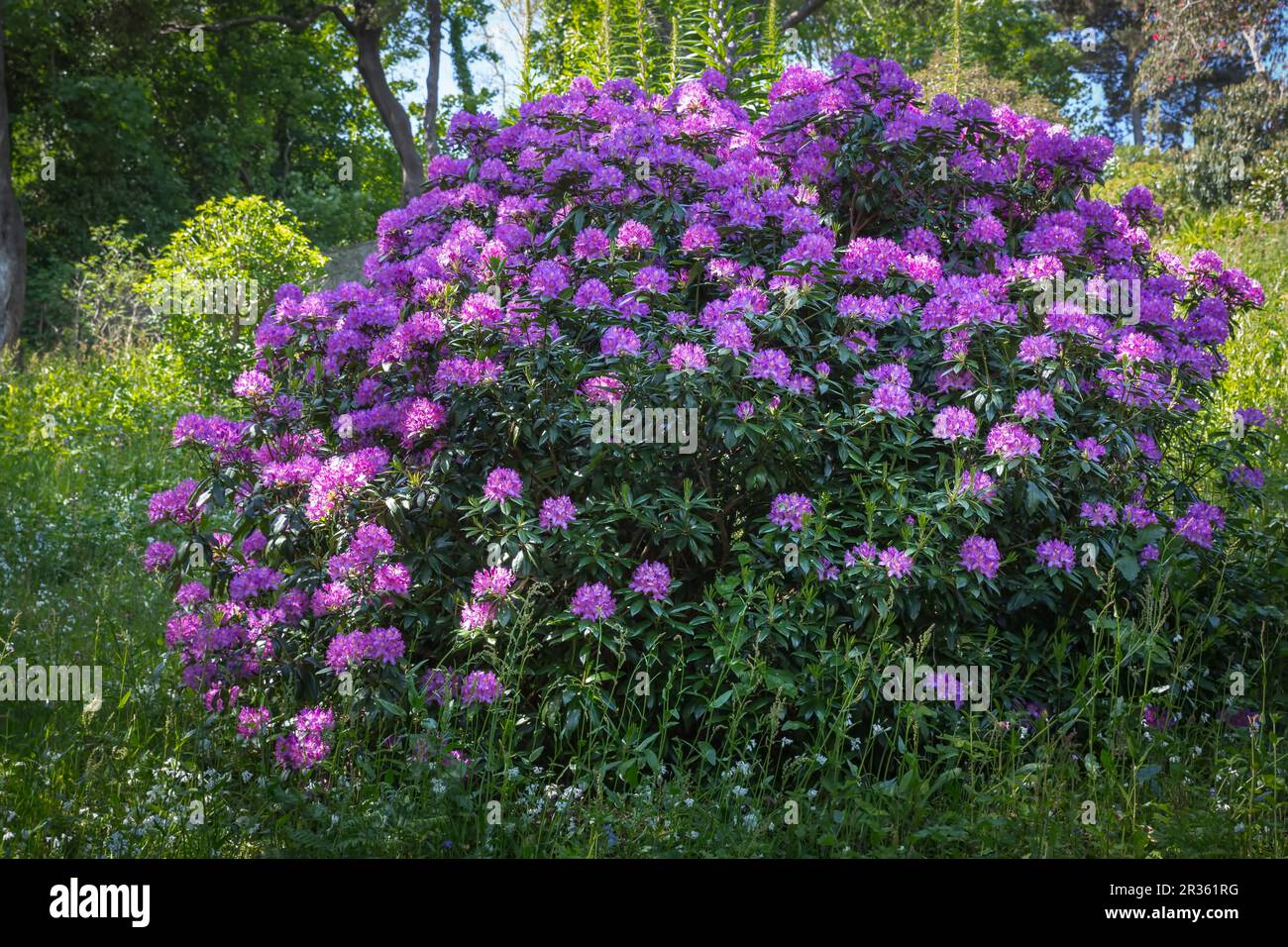 Big rhododendron bush Stock Photo - Alamy