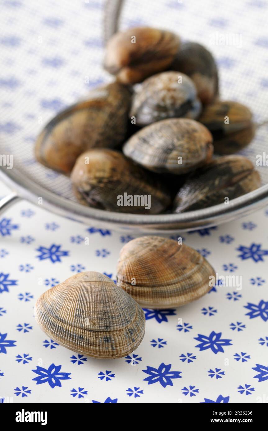Venus clam recipe hi-res stock photography and images - Alamy