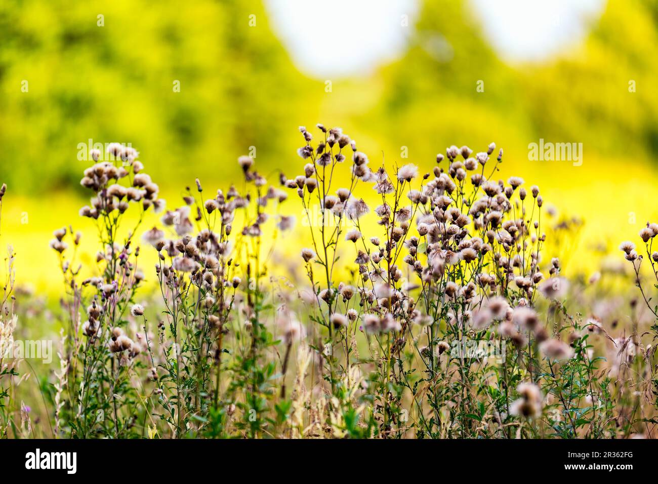 Overblown thistle flowers white hi-res stock photography and images - Alamy
