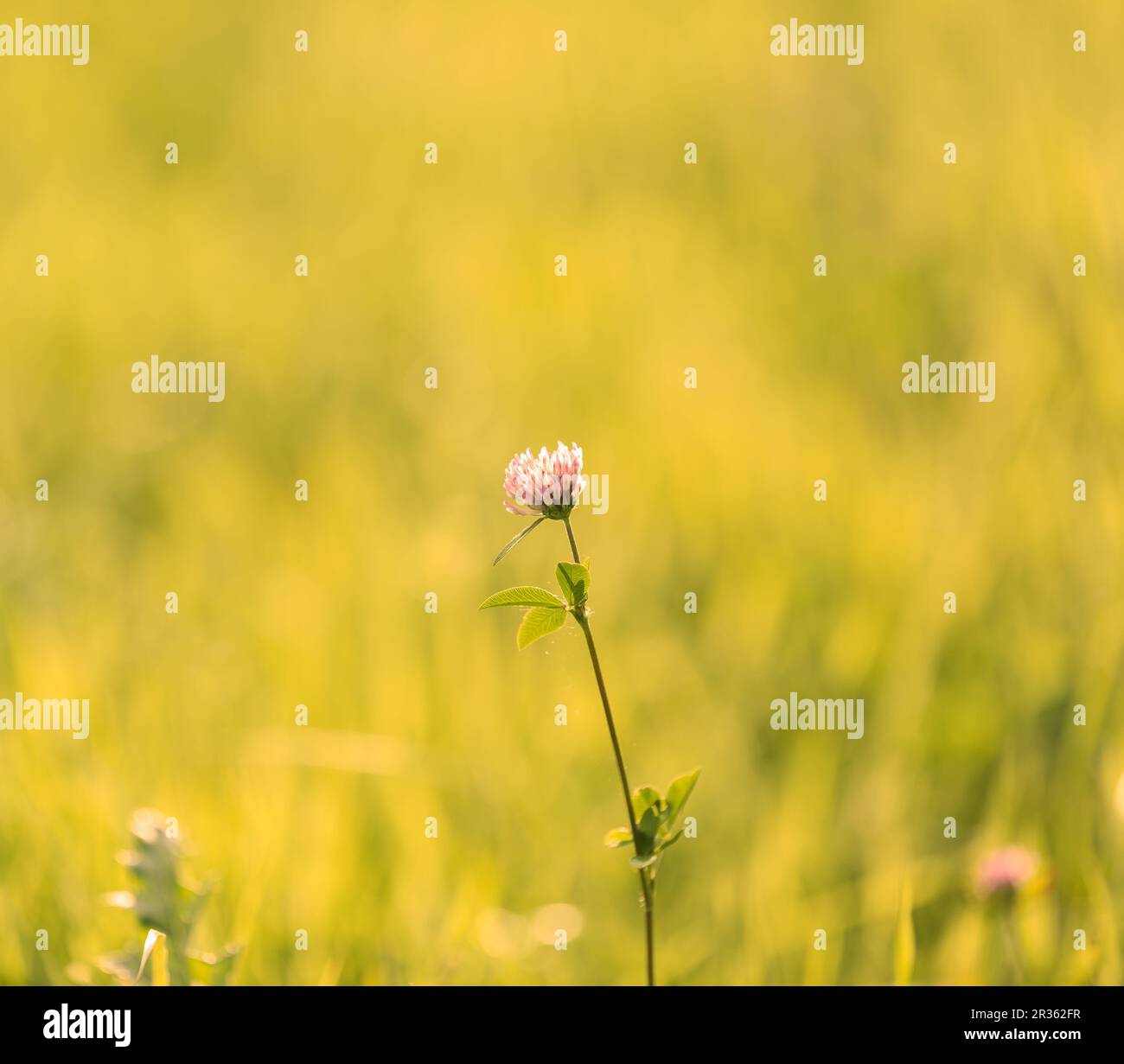 Clover flower in golden light. Natural wildflower and green grass Stock ...