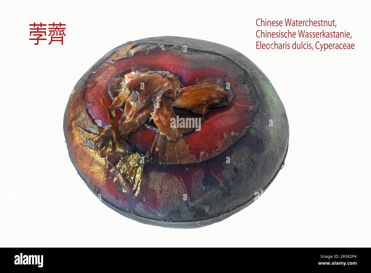 Chinese water chestnuts Stock Photo - Alamy