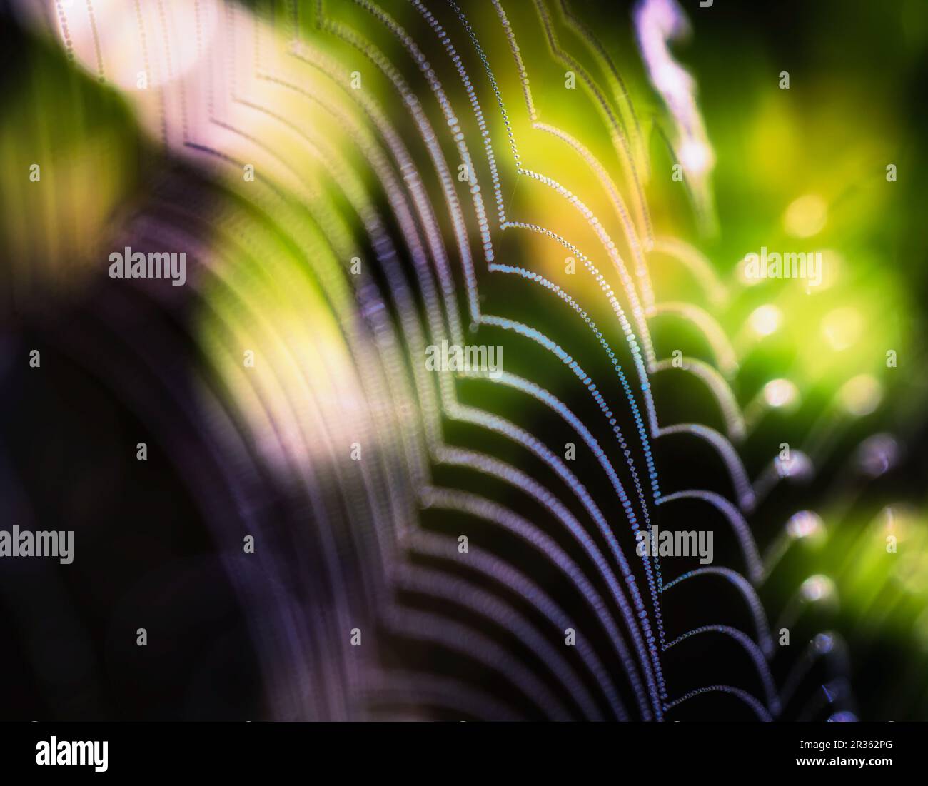 Spider web in light hi-res stock photography and images - Alamy