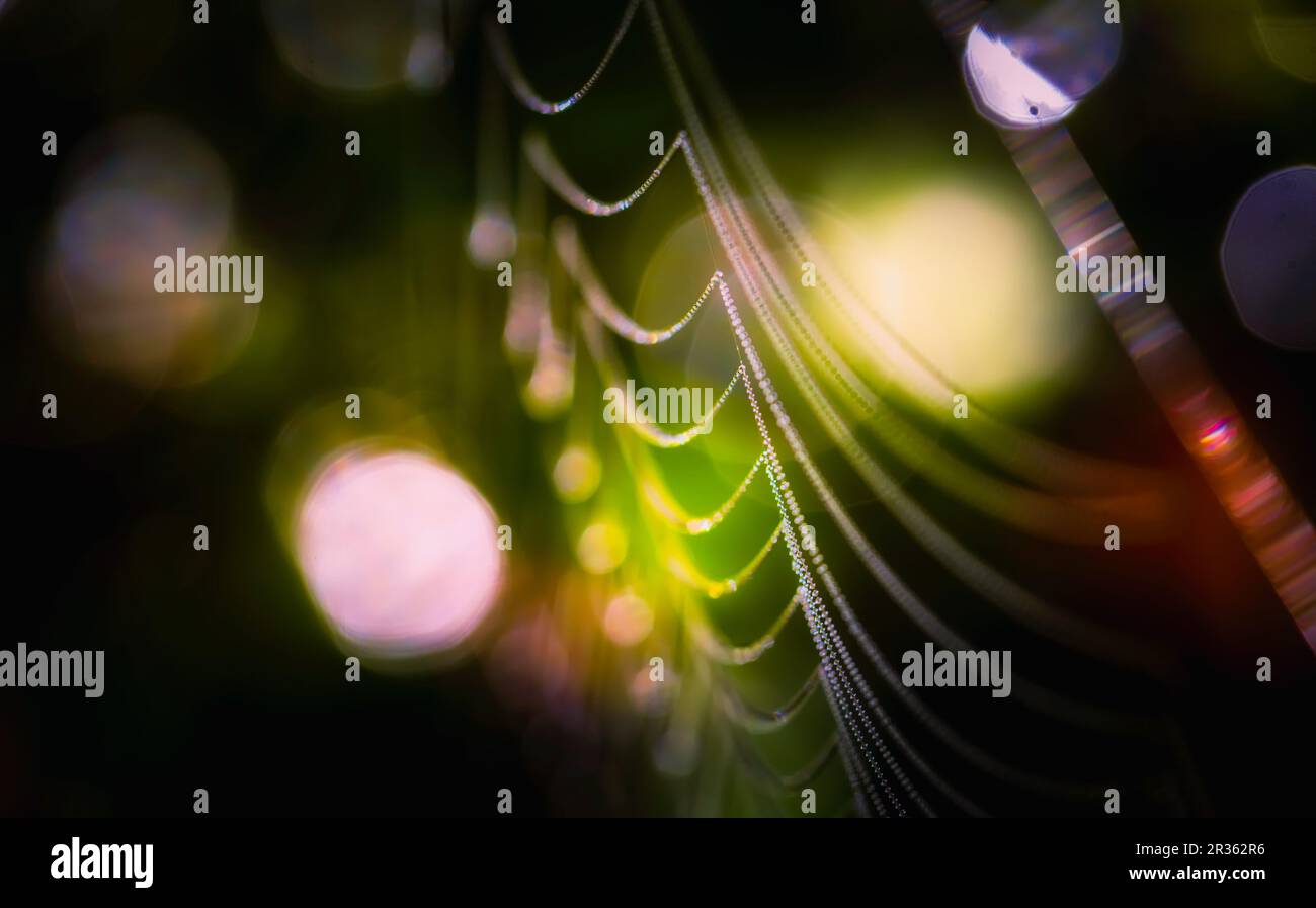 Spider in light hi-res stock photography and images - Alamy