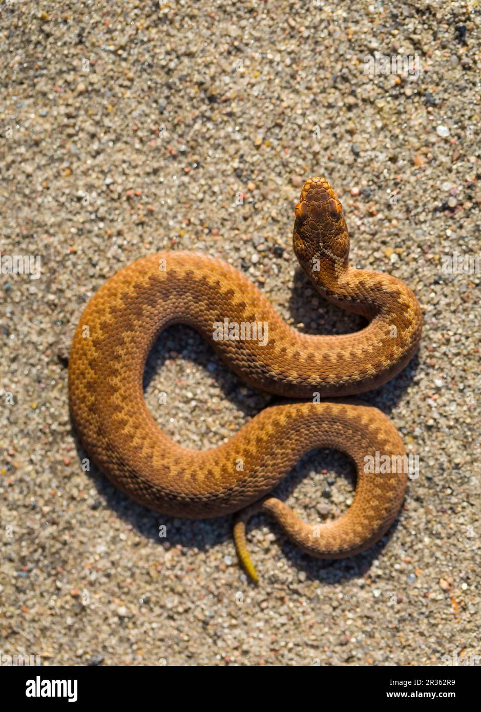 Adder (Vipera Berus) basking on sun on sandy road. Dangerous snake ...