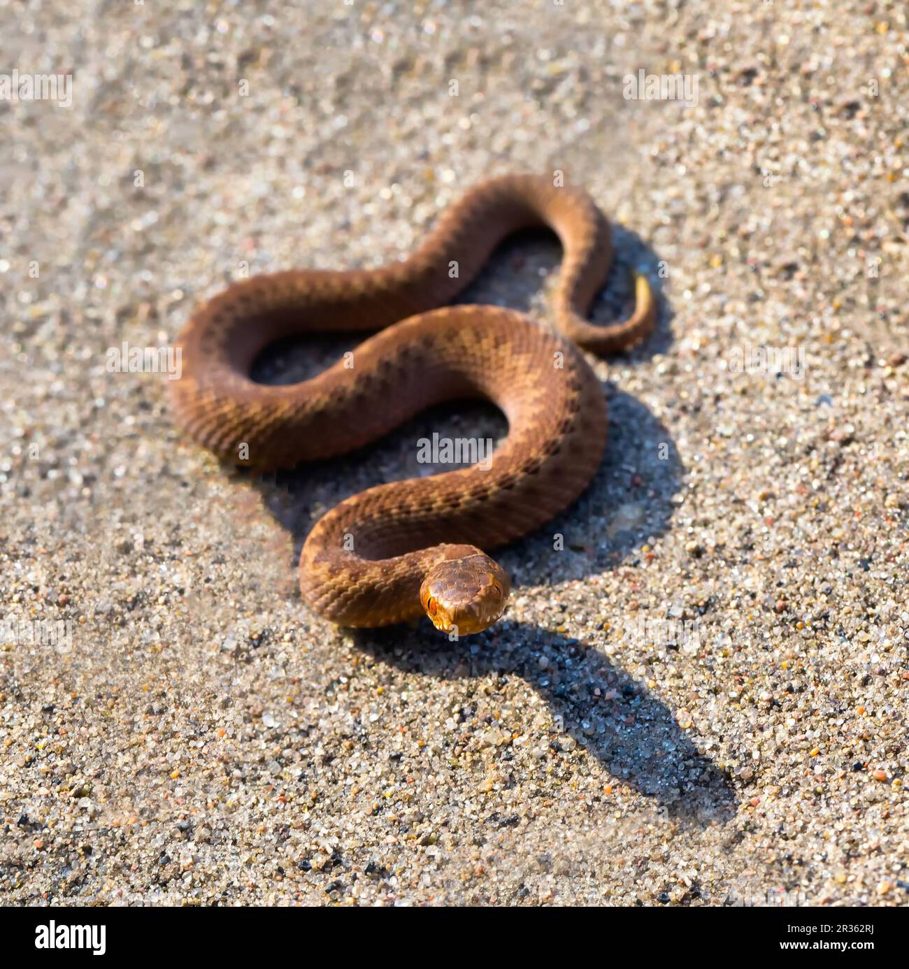 Adder (Vipera Berus) basking on sun on sandy road. Dangerous snake ...