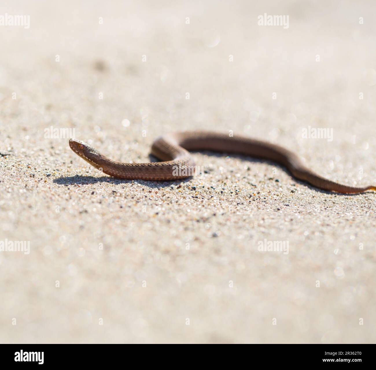 Adder (Vipera Berus) basking on sun on sandy road. Dangerous snake ...