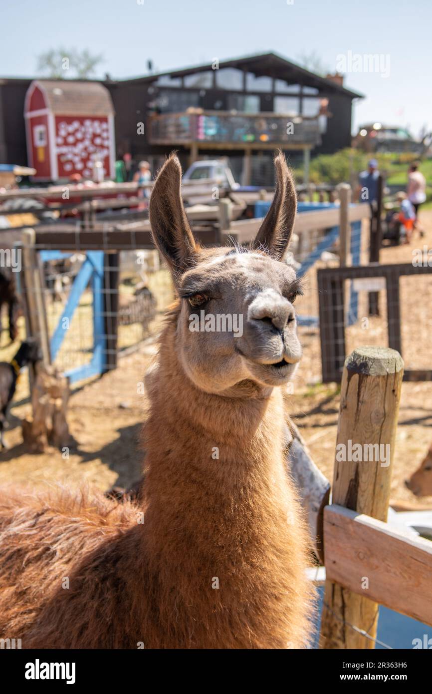 Close up of a brown llama with deep big black eyes on a farm Stock ...