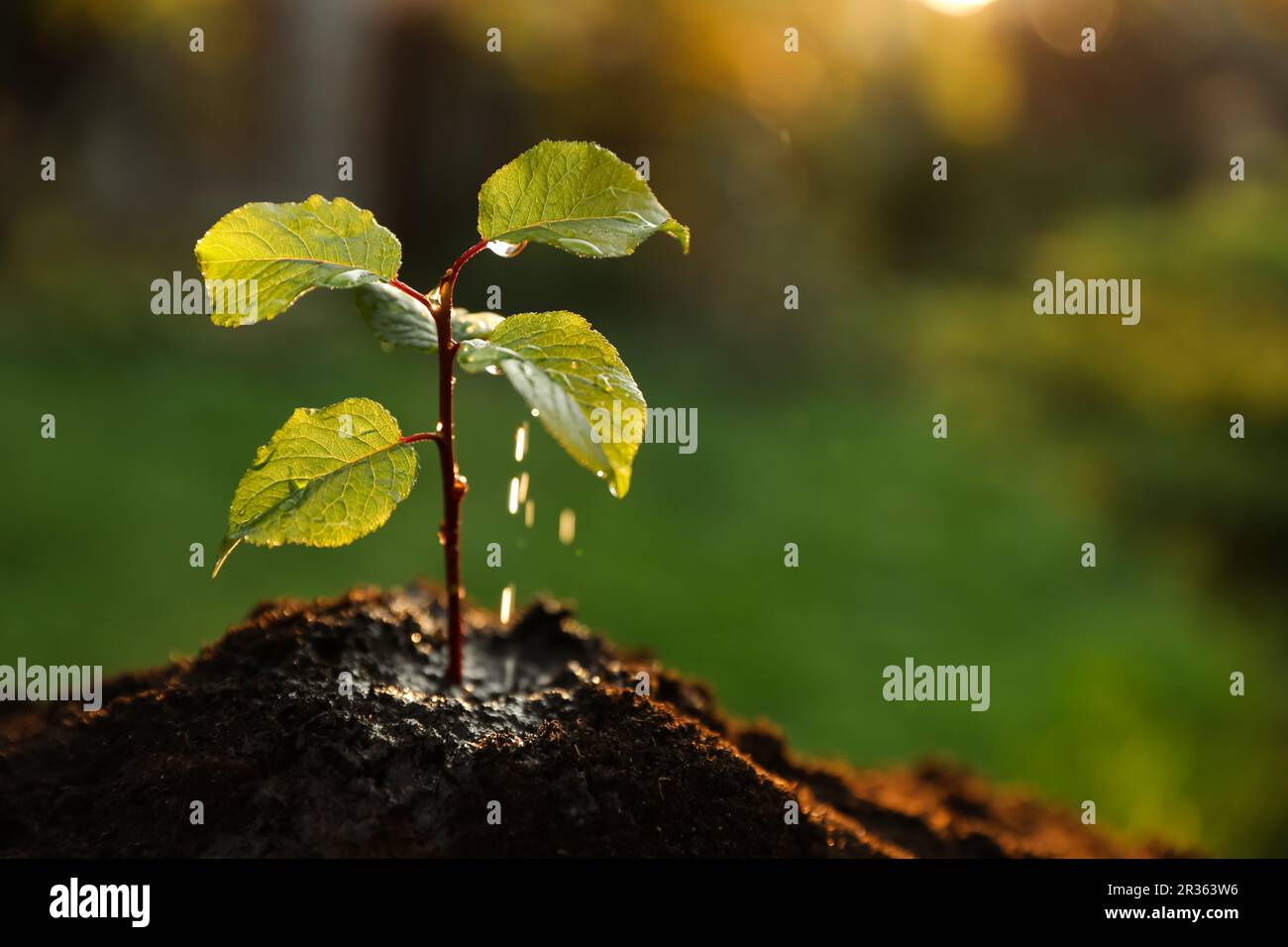 Wet seedling growing in fresh soil outdoors, closeup. Planting tree ...