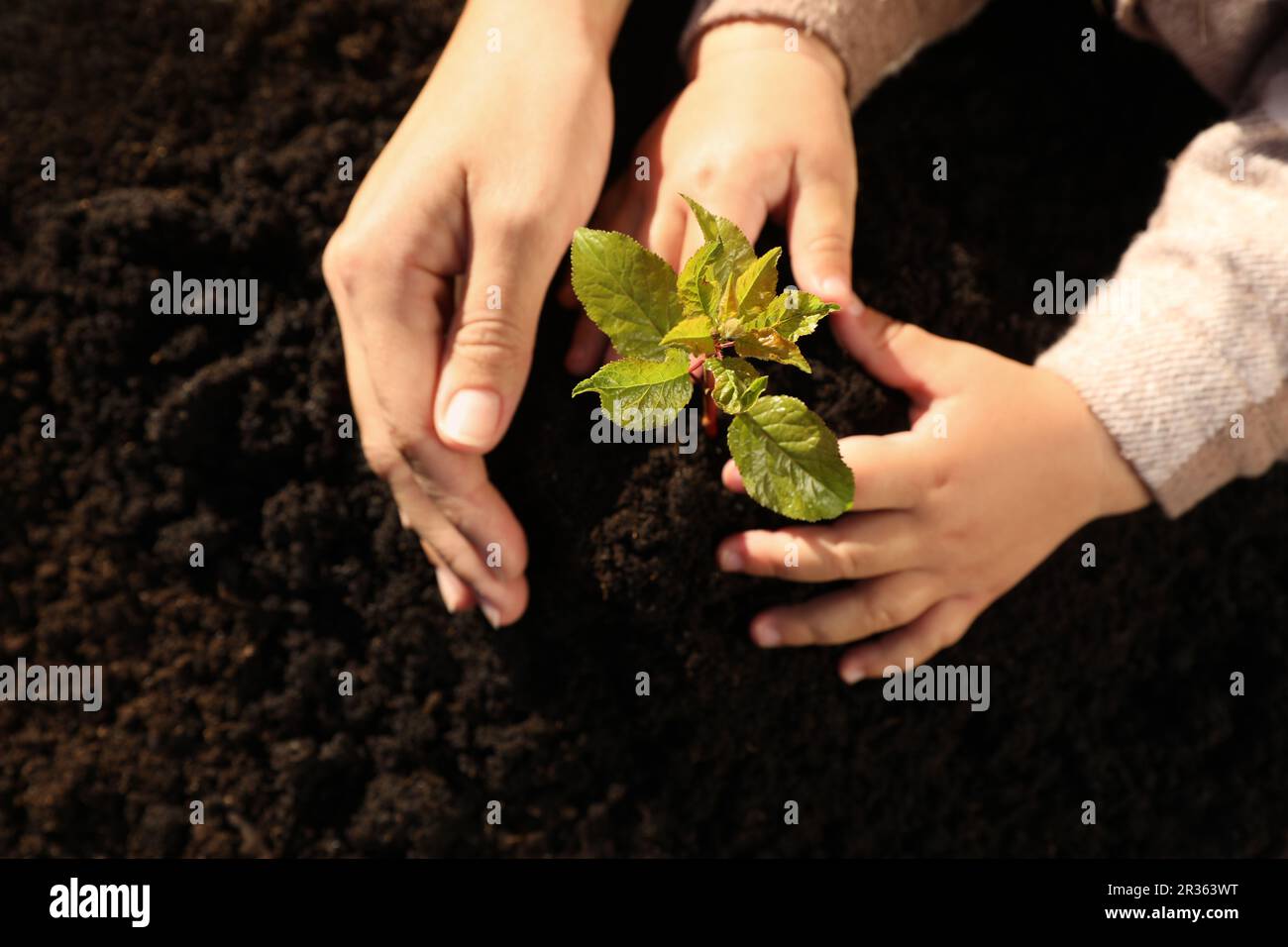Mother and daughter planting young tree in soil, top view Stock Photo ...