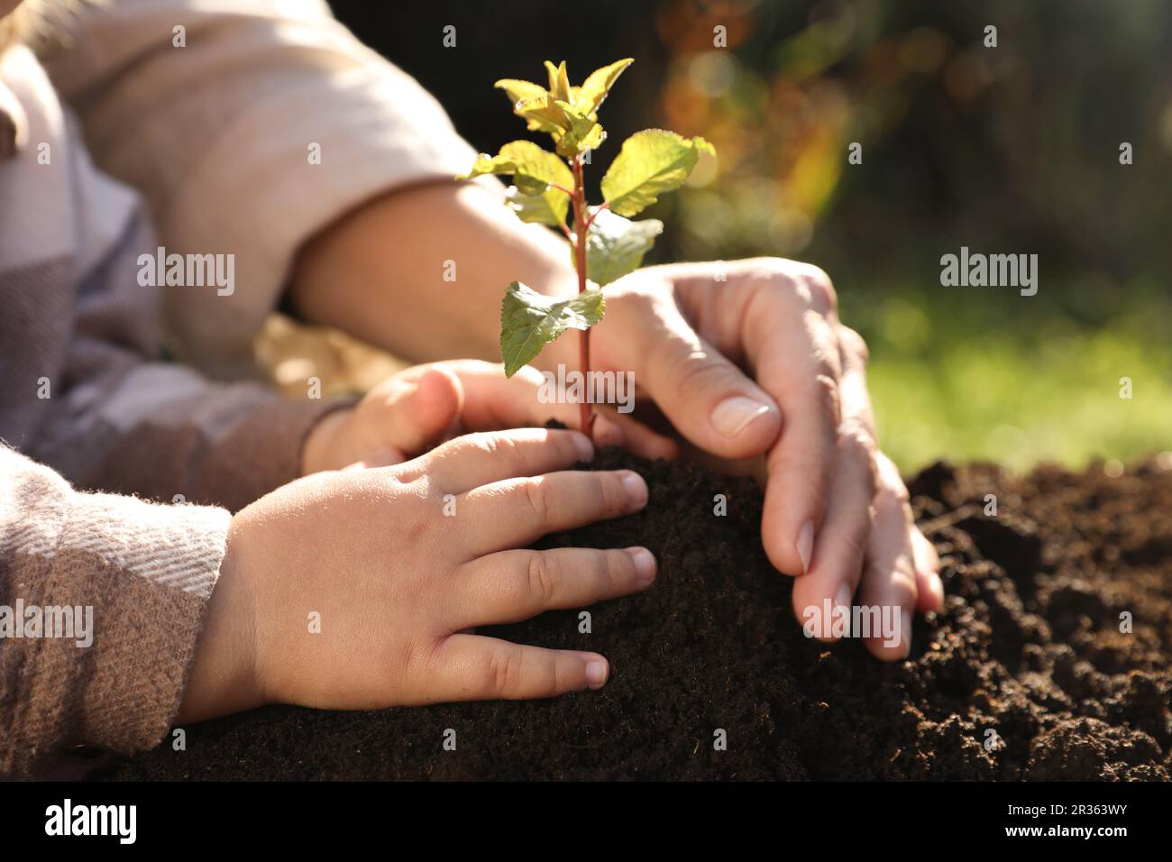 Mother and daughter planting young tree in garden, closeup Stock Photo ...