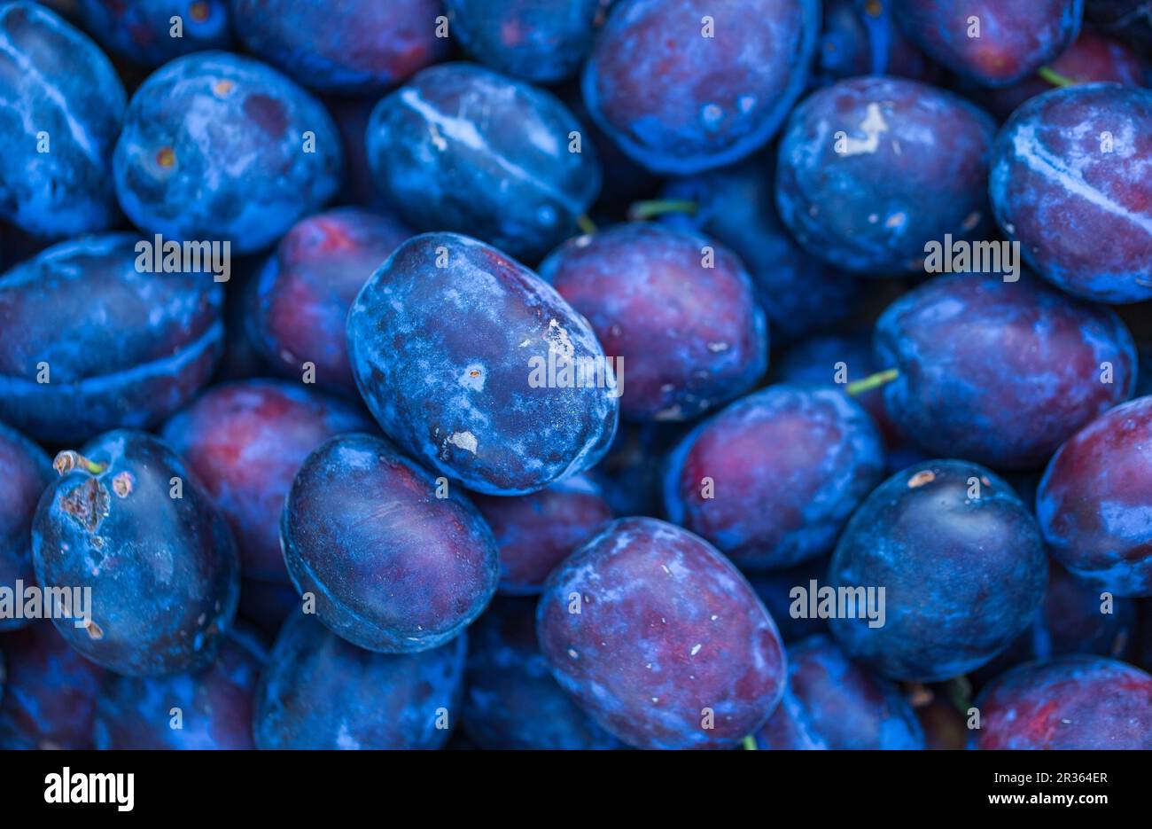Plums background. Beautiful blue plums in close up - background of ...