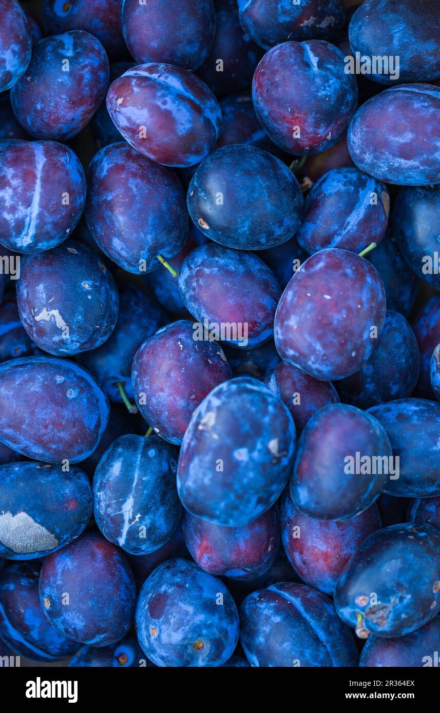 Plums background. Beautiful blue plums in close up - background of ...