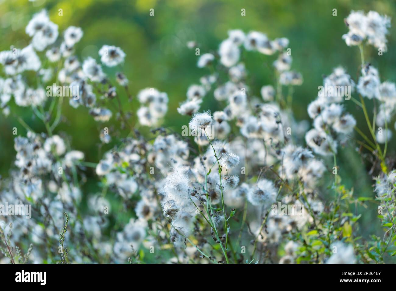 Withered thistle flowers in sunset light Stock Photo - Alamy