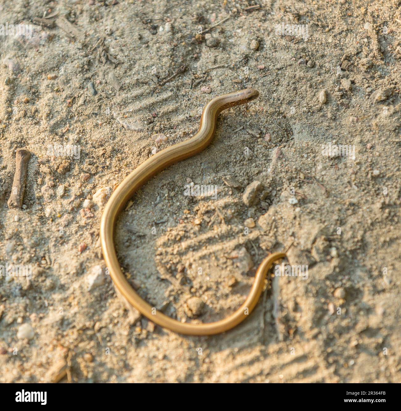 Slow worm (Anguis fragilis) basking on sun on sandy road Stock Photo ...