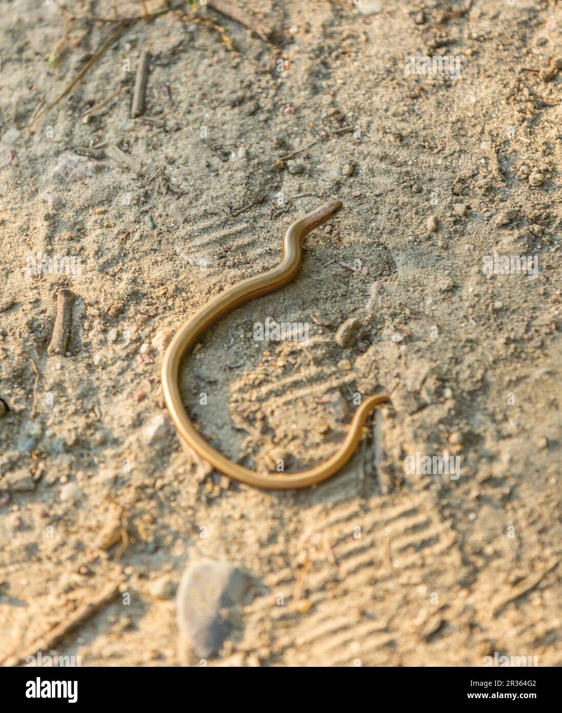 Slow worm (Anguis fragilis) basking on sun on sandy road Stock Photo ...