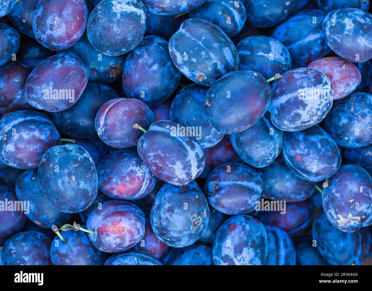Plums background. Beautiful blue plums in close up - background of ...