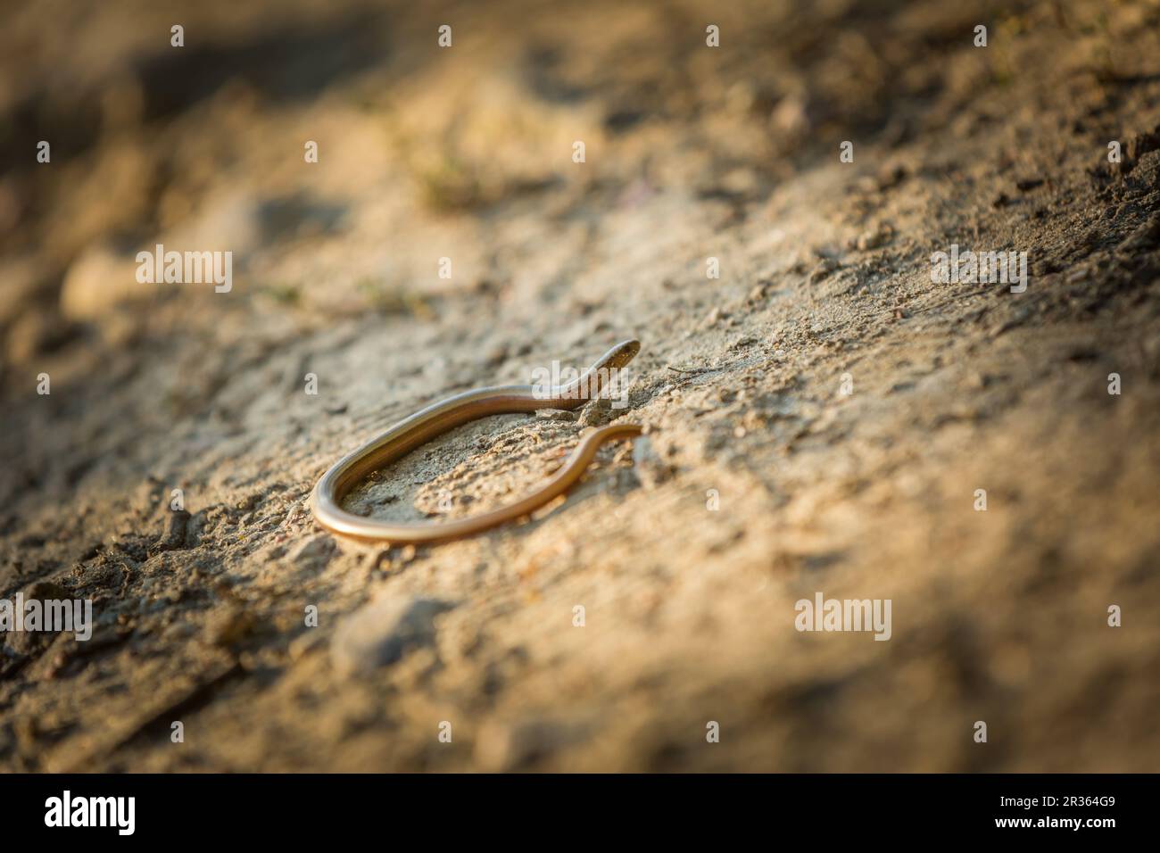 Slow worm (Anguis fragilis) basking on sun on sandy road Stock Photo ...