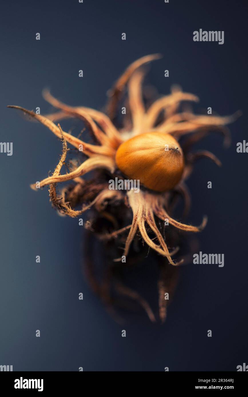 A hazelnut with an opened shell Stock Photo - Alamy