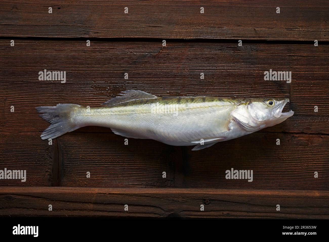 Fish zander caught on hi-res stock photography and images - Alamy