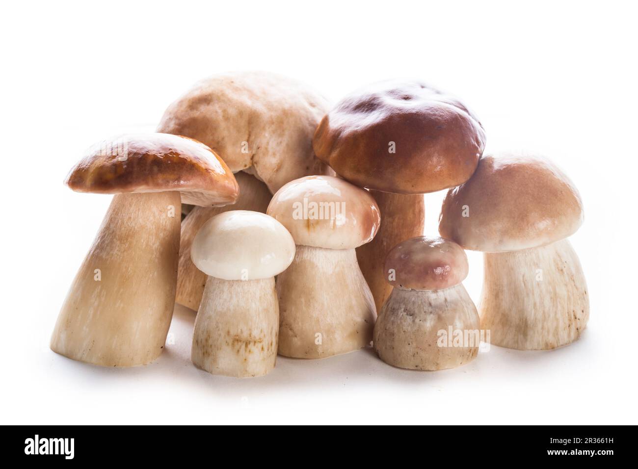 The ceps isolated Stock Photo - Alamy