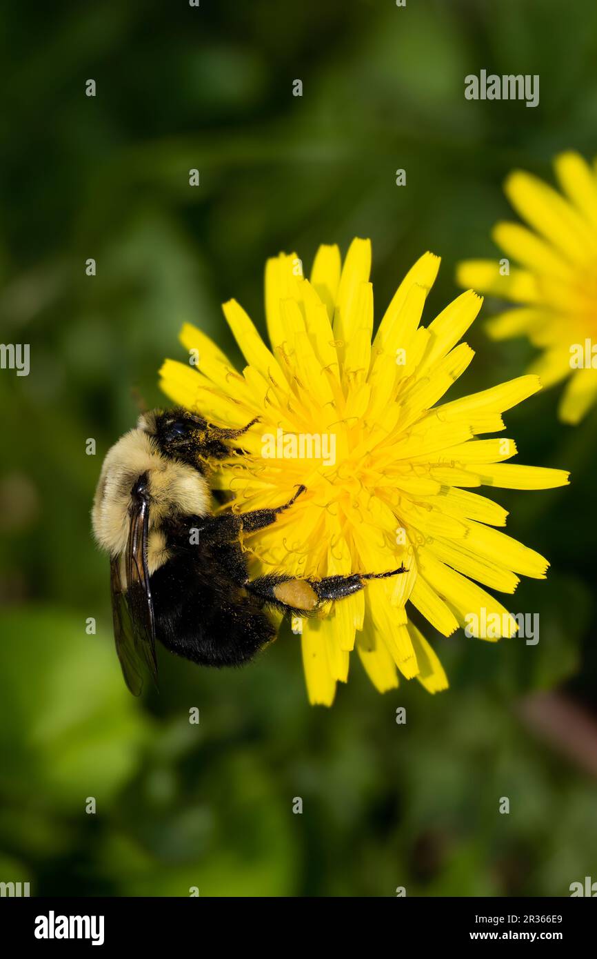 Half black bumblebee bombus hi-res stock photography and images - Alamy