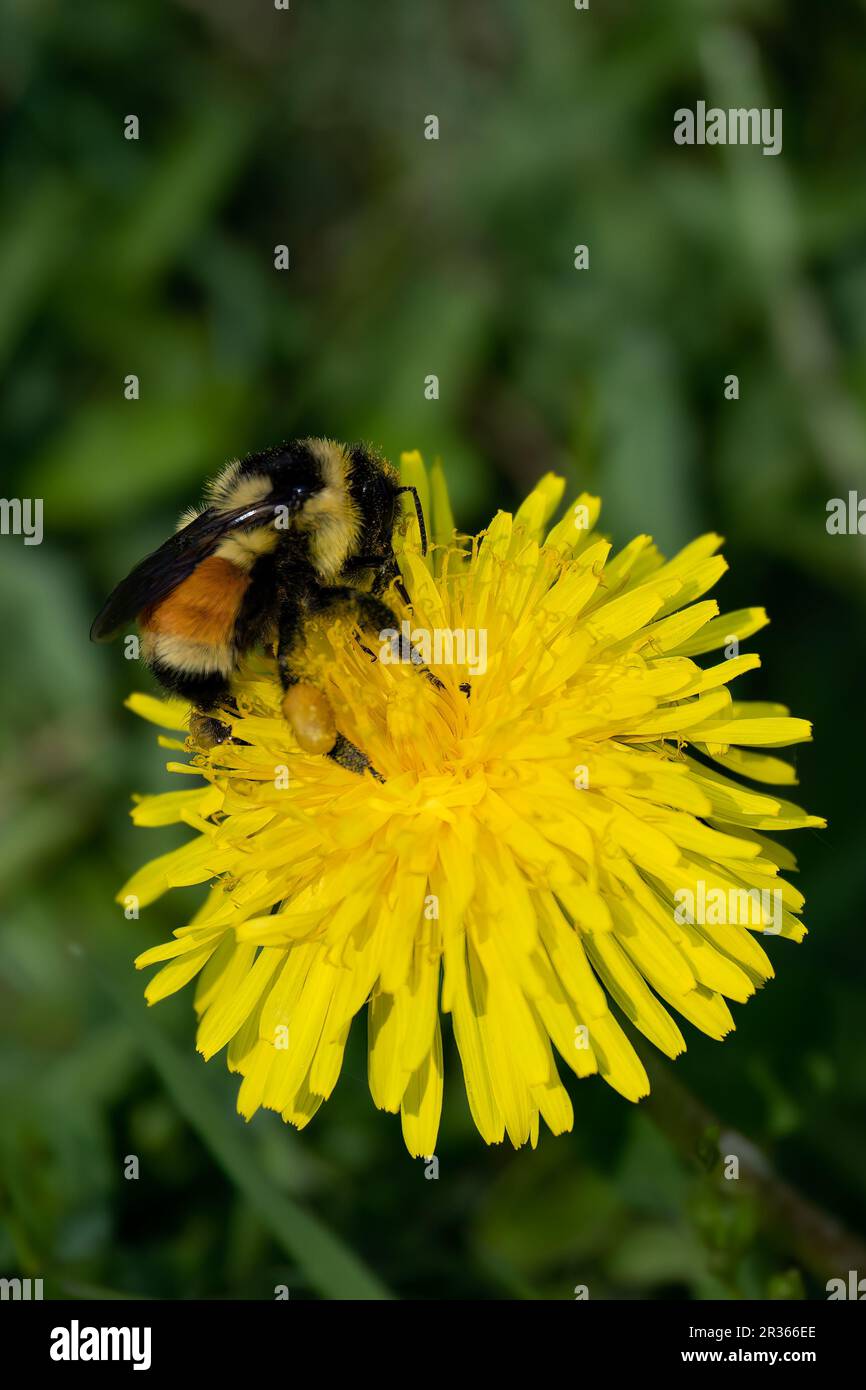 An orange-tailed bumblebee, Bombus ternarius, pollinating a dandelion ...
