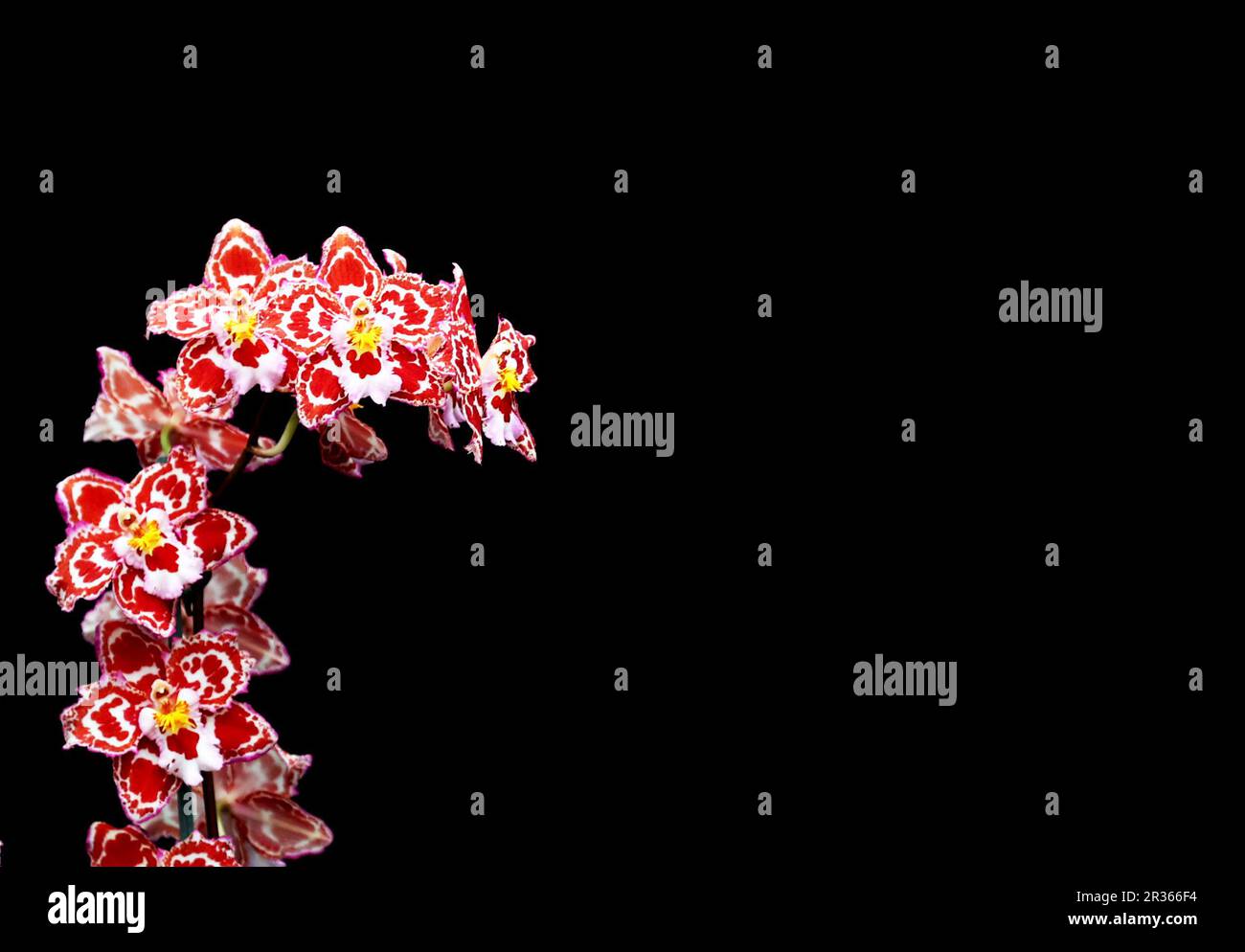 London, UK. 22nd May, 2023. Photo taken on May 22, 2023 shows a plant ...