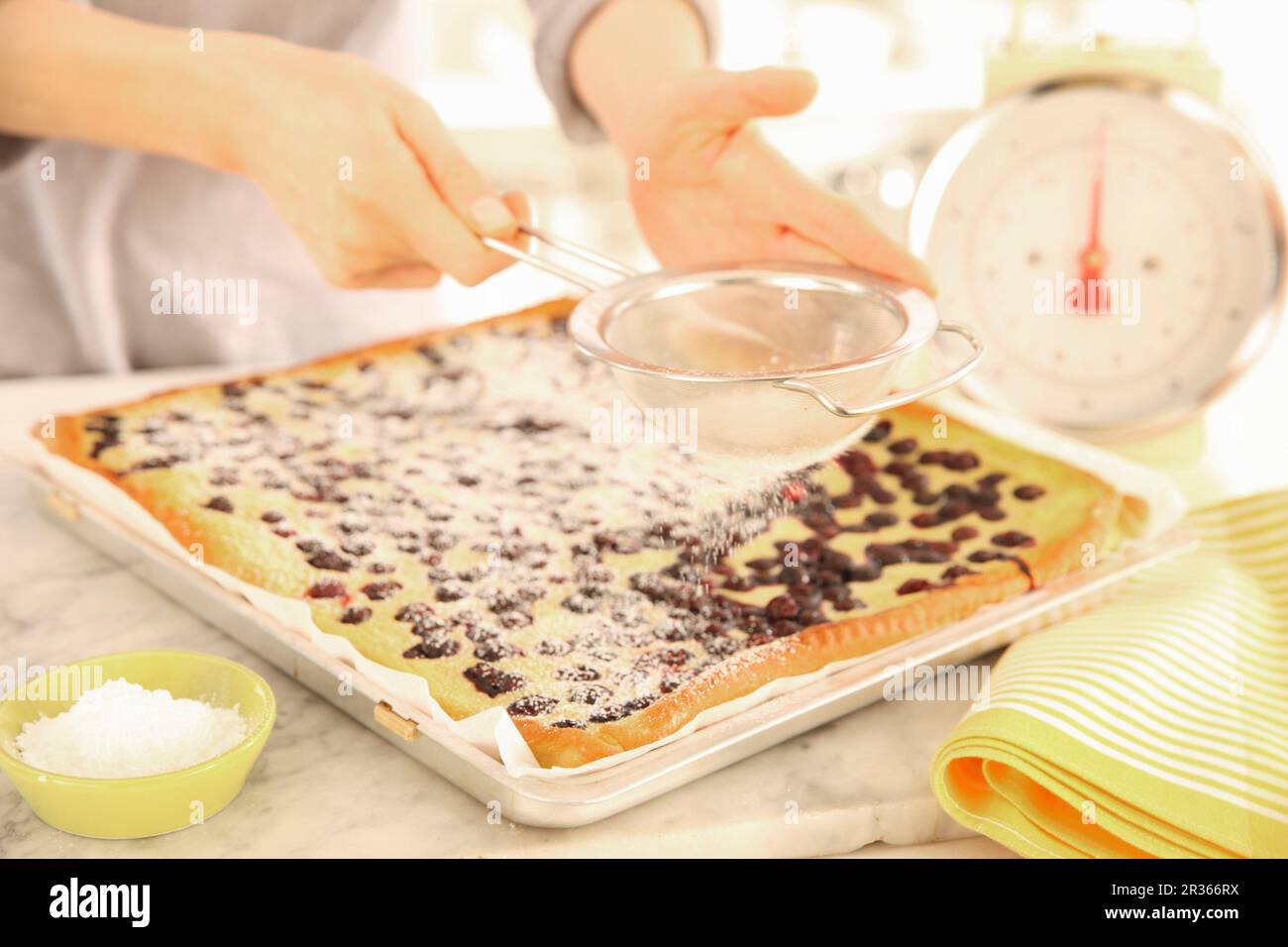 Blueberry tray bake cake with sour cream being dusted with icing sugar ...