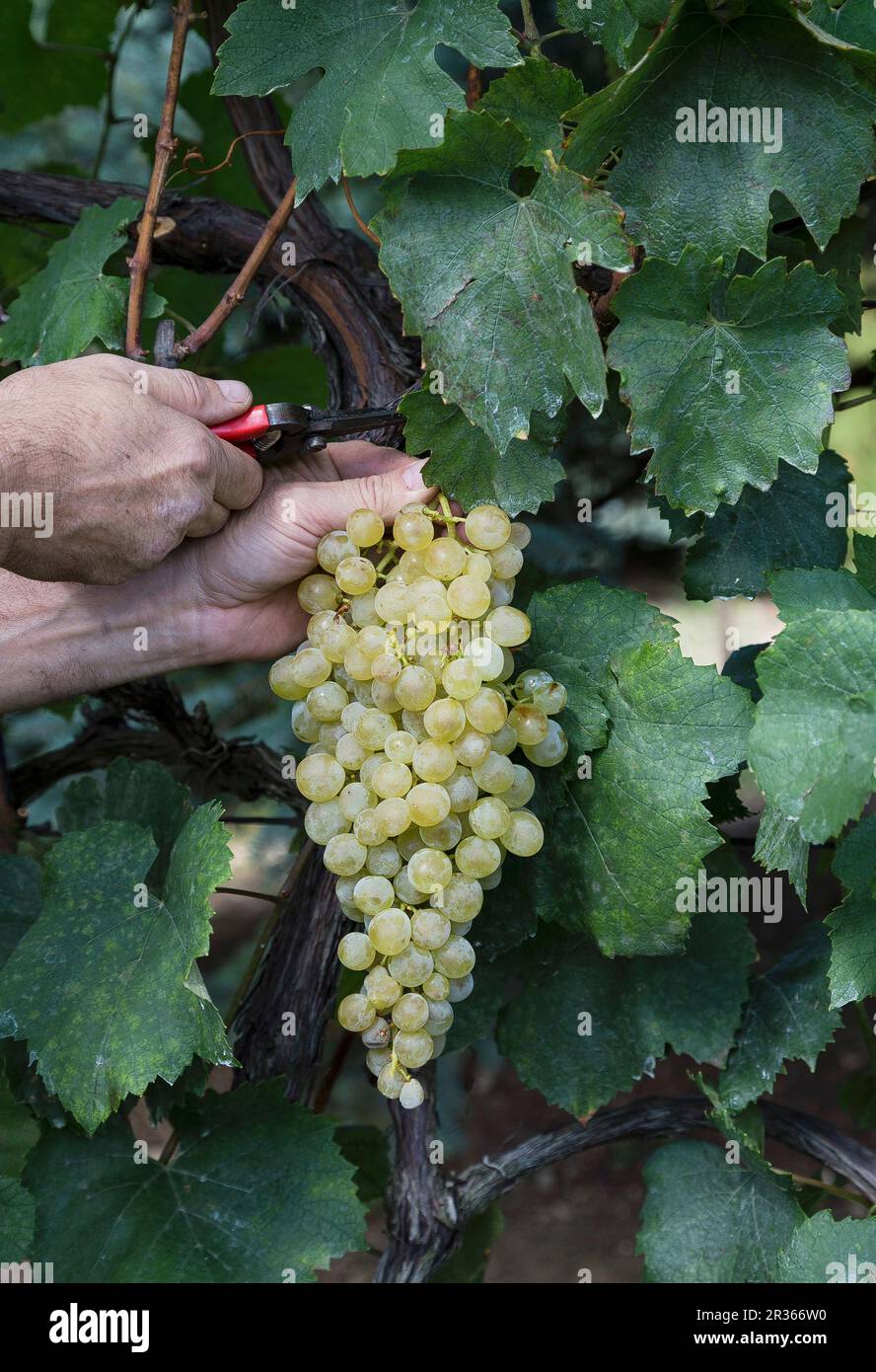 Cutting grapes off vine hi-res stock photography and images - Alamy