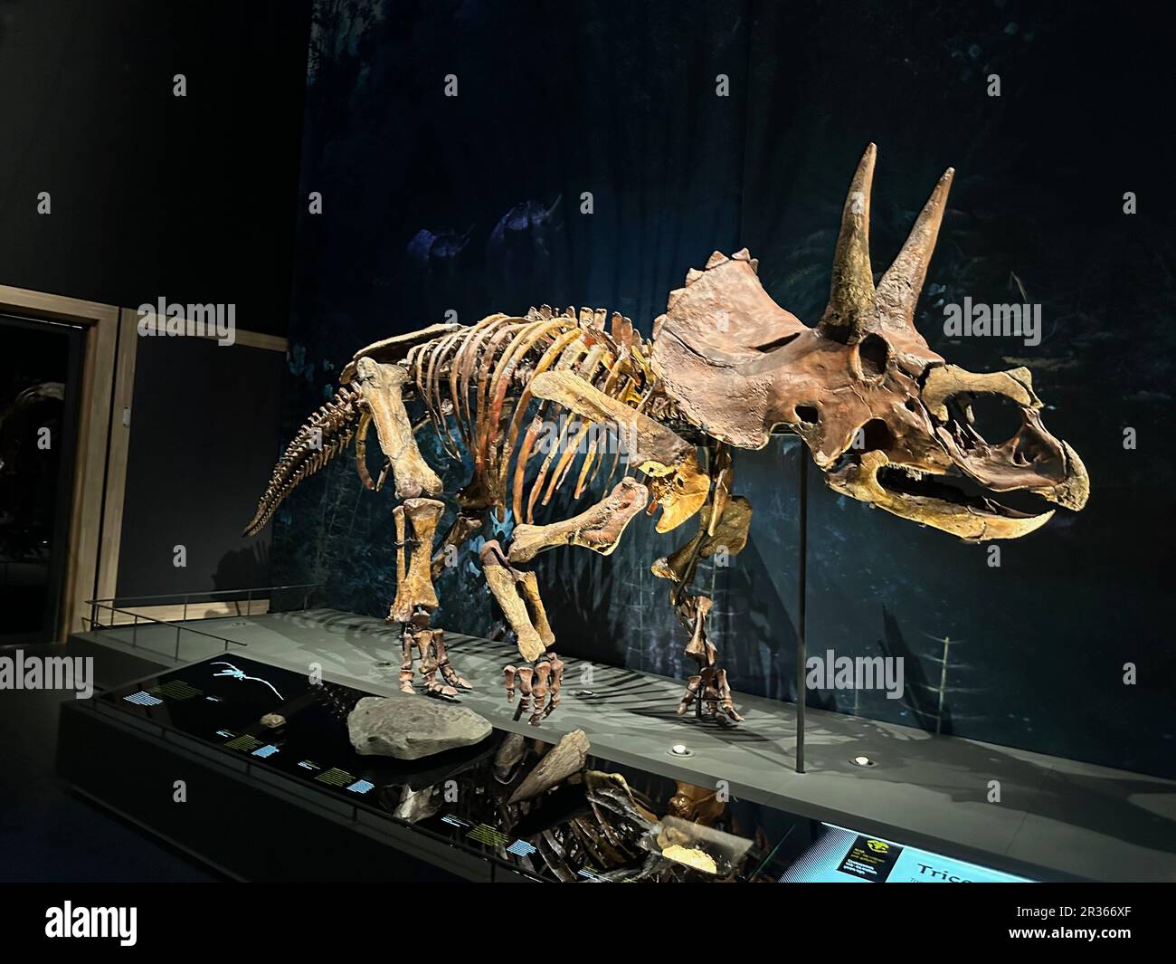 Leiden, Netherlands - November 19, 2022: Life size skeleton of ...