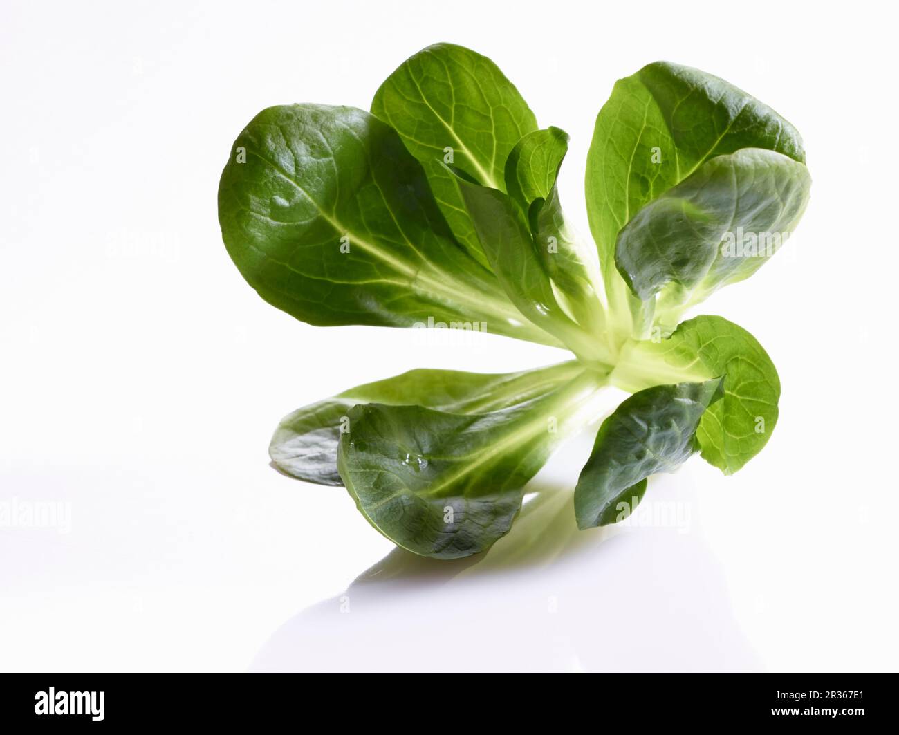 Lamb’s lettuce cut out hi-res stock photography and images - Alamy