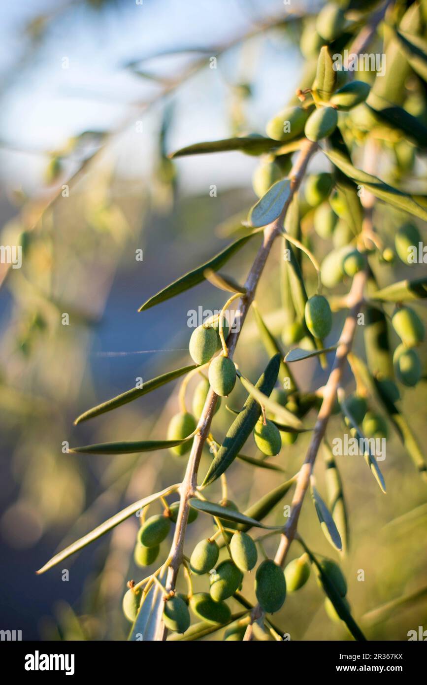 On a sprig hi-res stock photography and images - Alamy