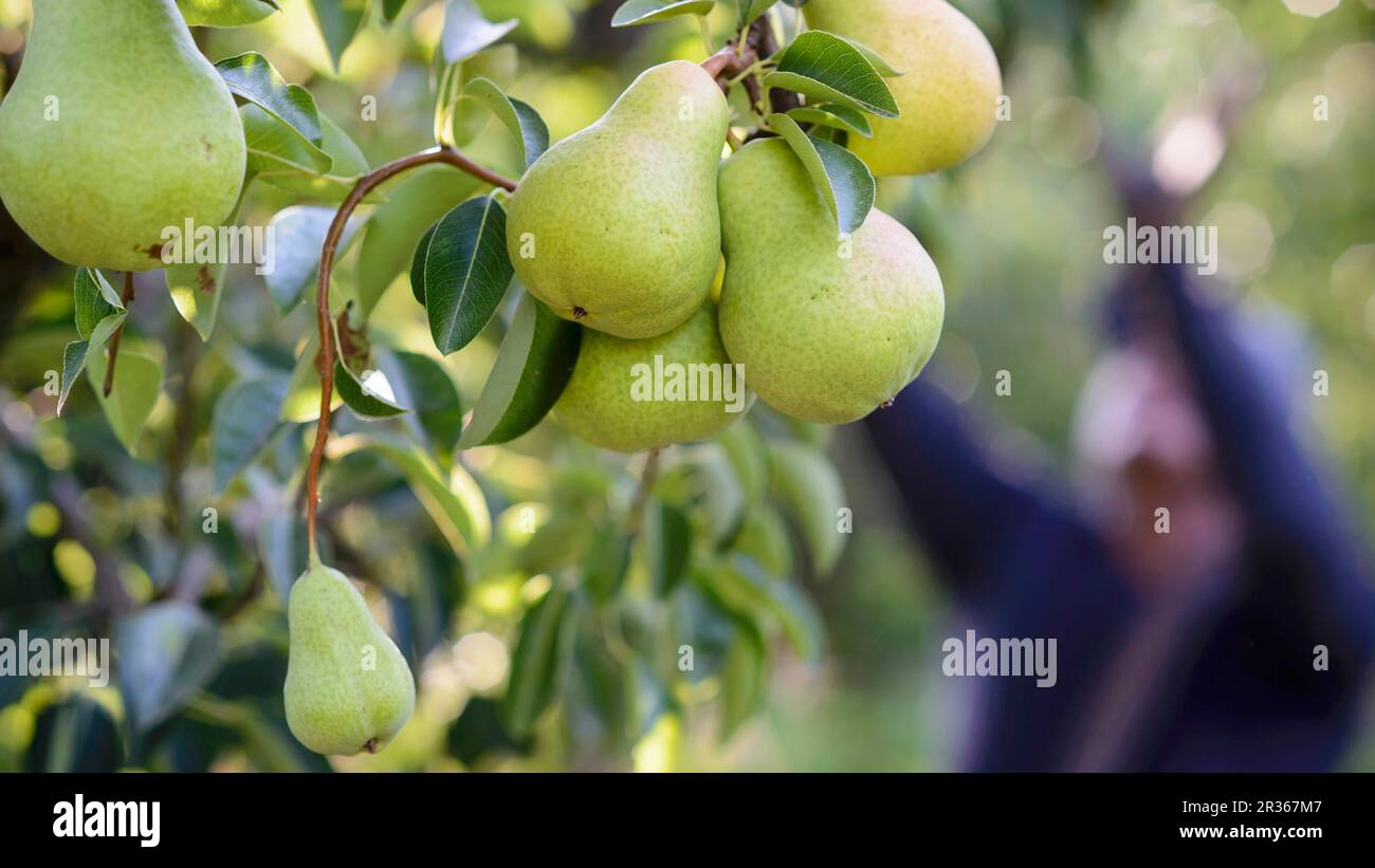 Pears on a tree Stock Photo - Alamy