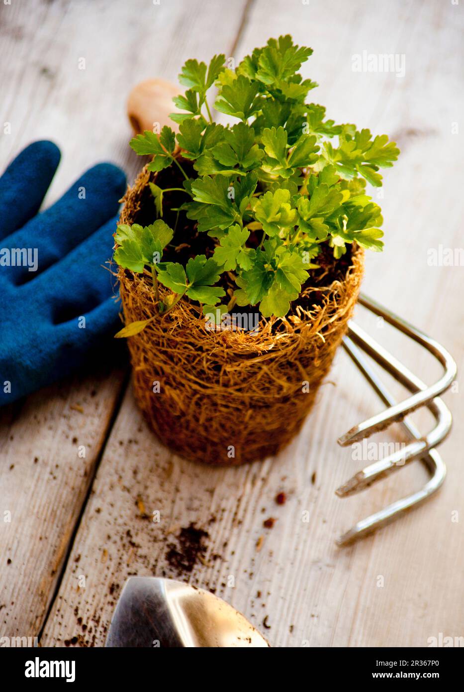 A parsley plant with gardening tools Stock Photo - Alamy