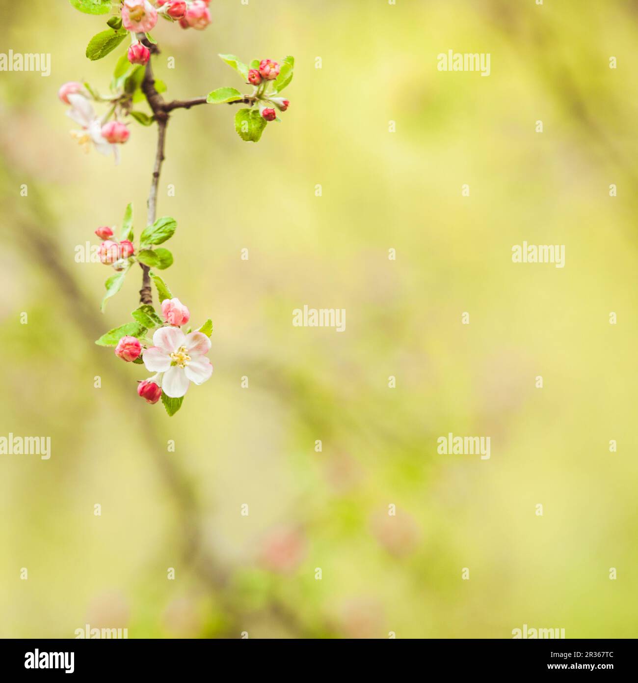 Branches of apple tree Stock Photo - Alamy