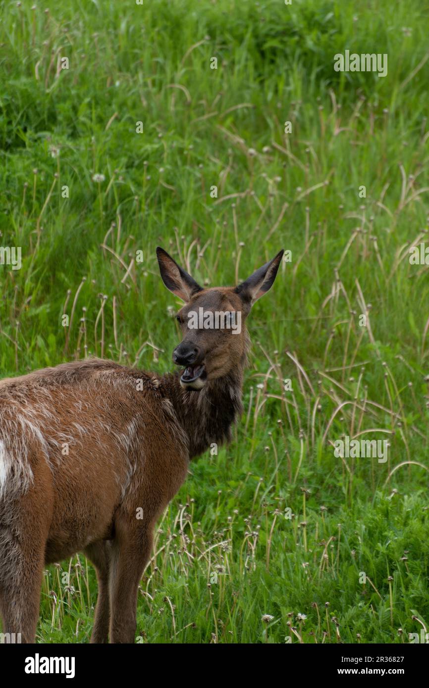 Mule with hay mouth hi-res stock photography and images - Alamy