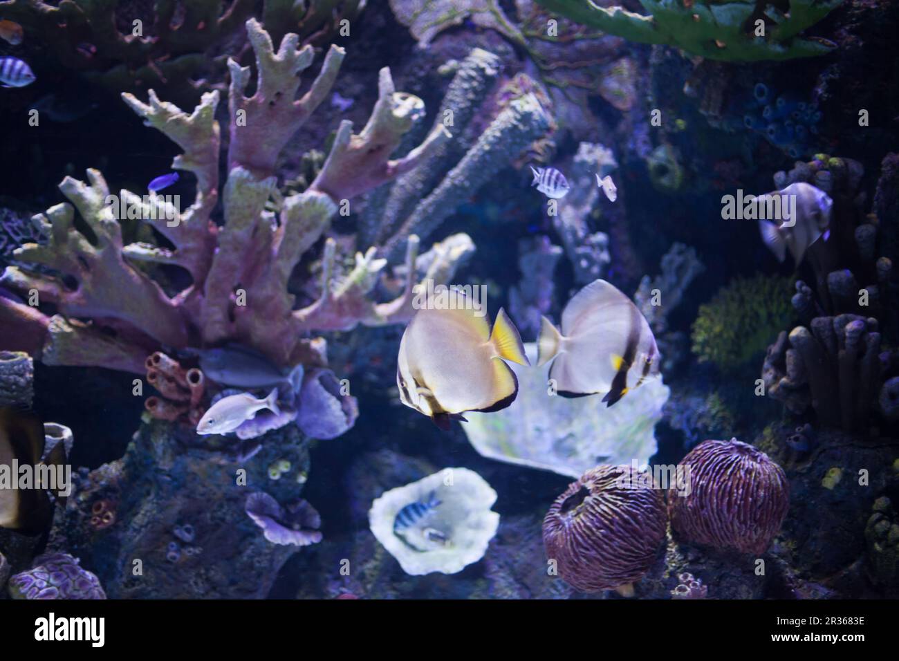 Tropical sea fish in aquarium Stock Photo - Alamy