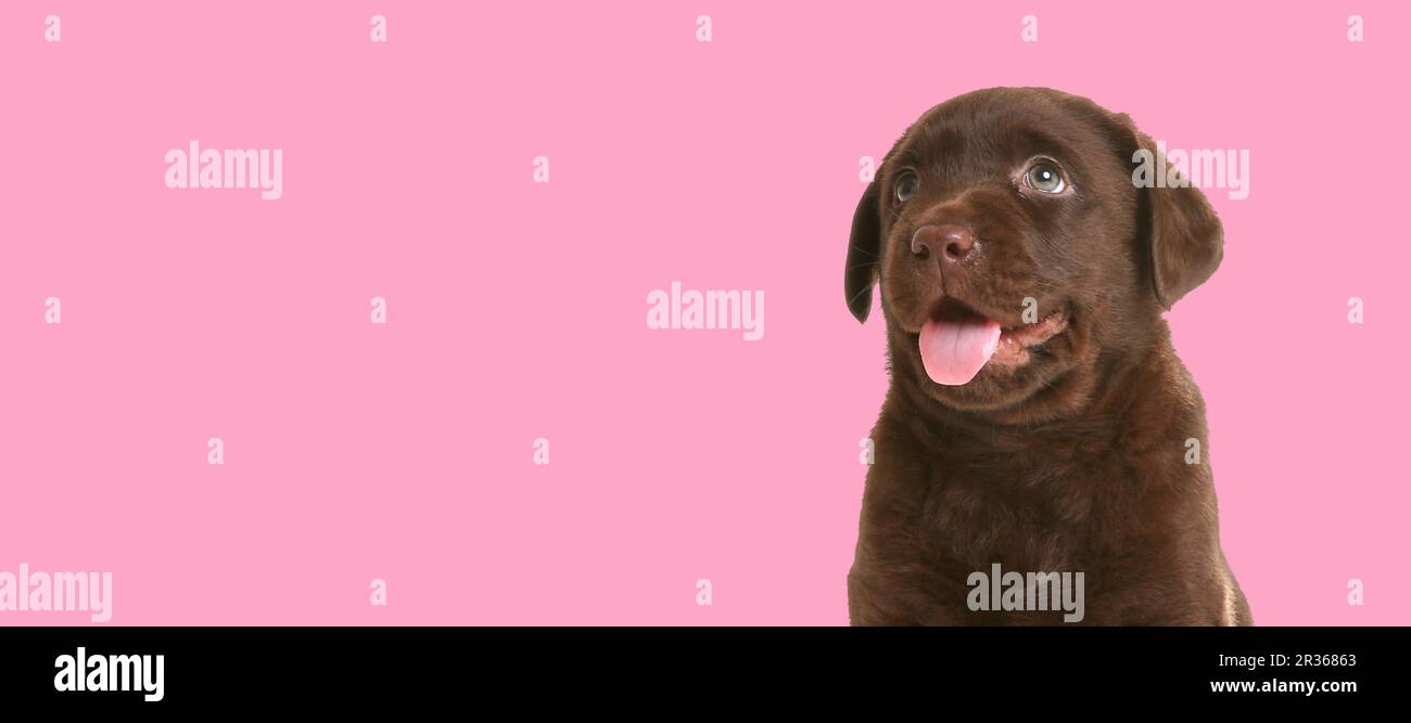 Happy Cute Chocolate Lab Puppies