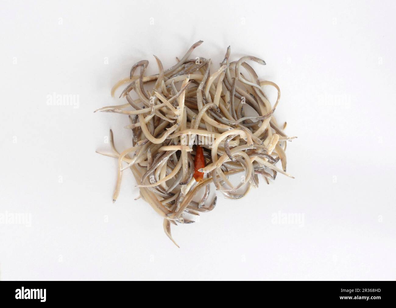 Glass eels hi-res stock photography and images - Alamy